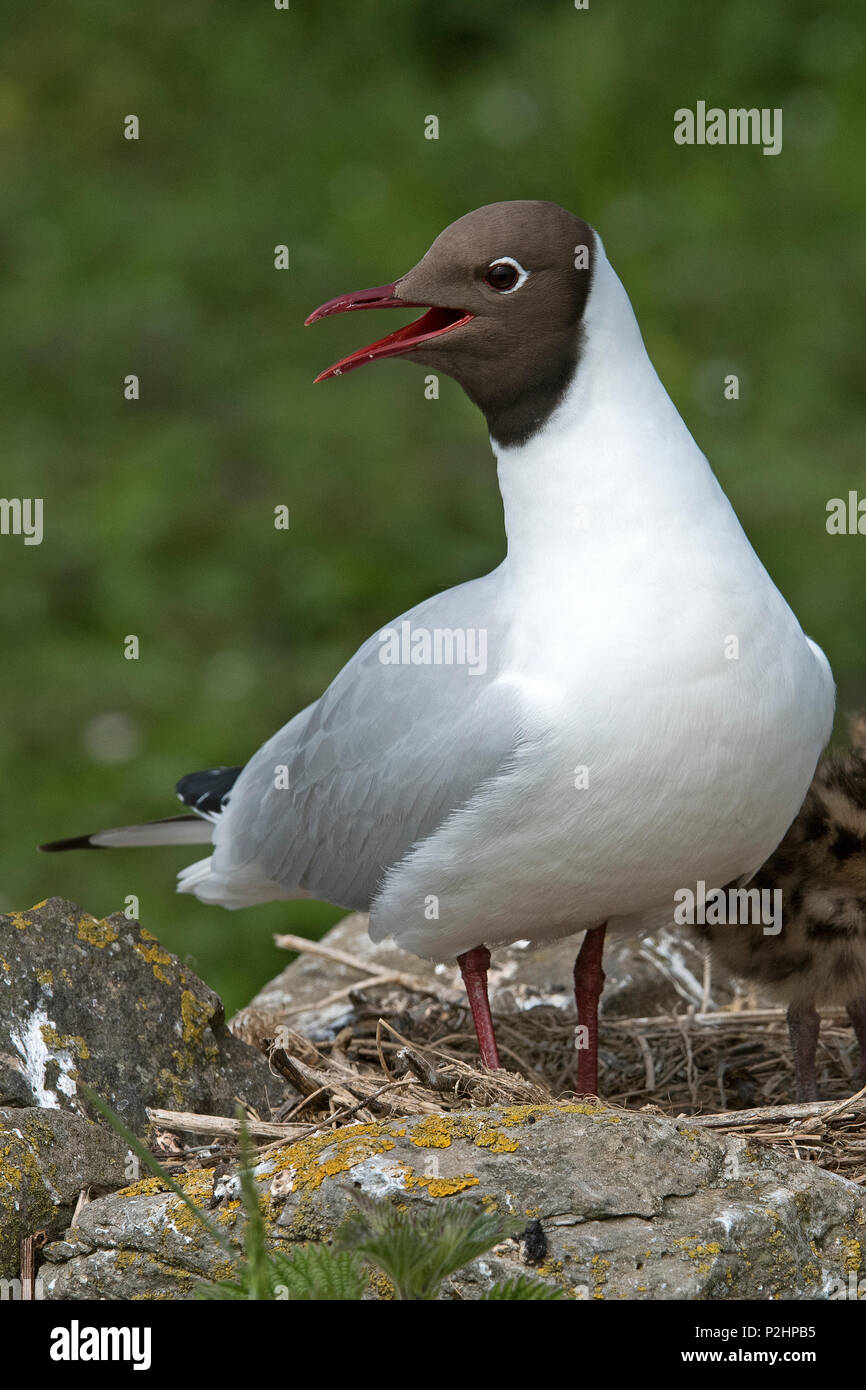 Black headed gull farne islands hi-res stock photography and images - Alamy