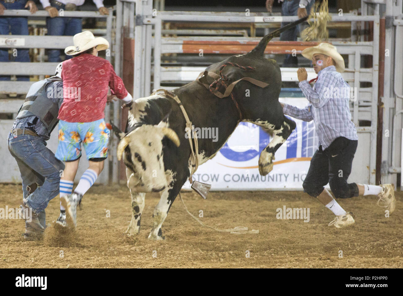 Rodeo clowns engage a large bull to protect a bull riding contestant ...