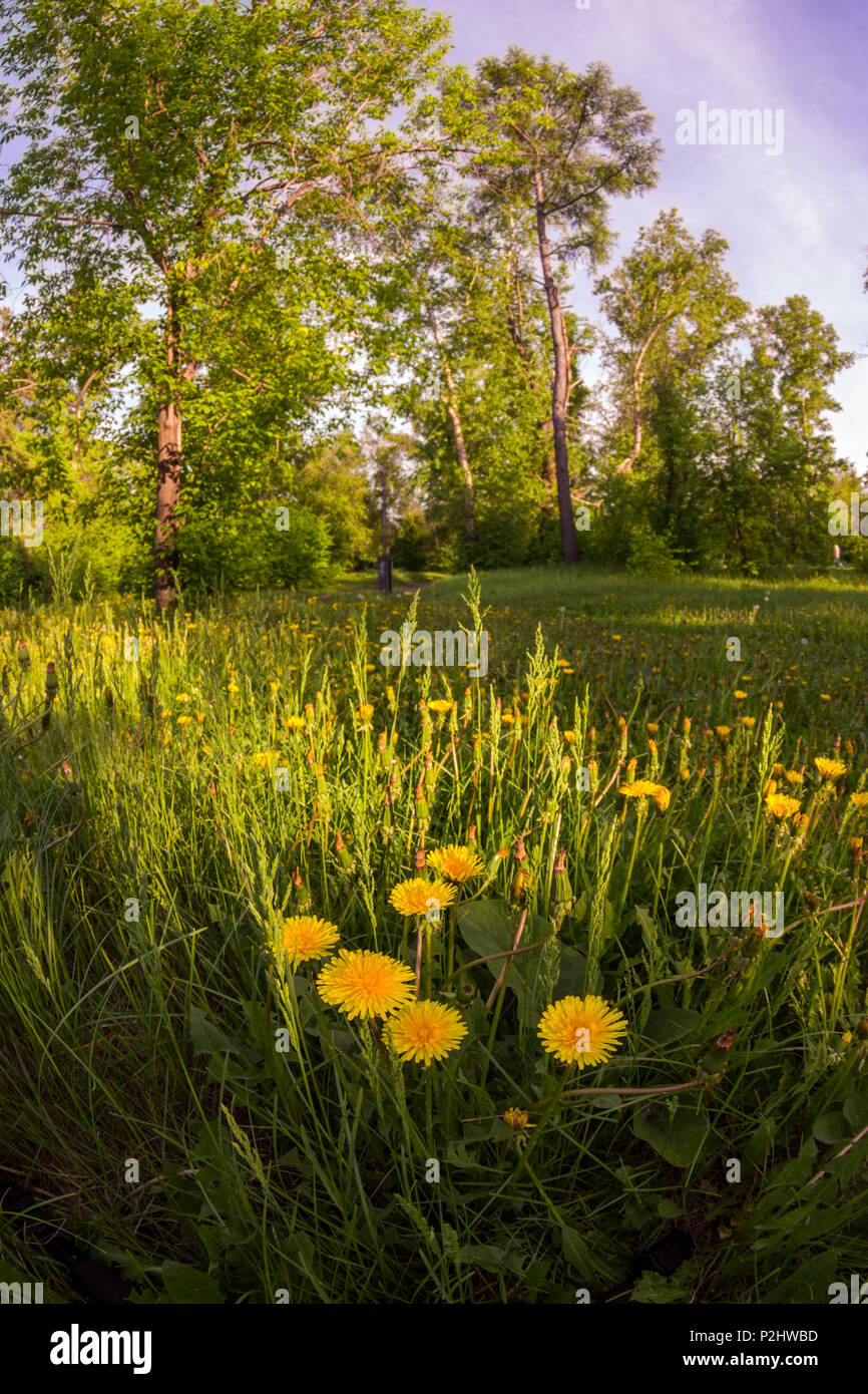 Field of yellow dandelions in a green forest at sunset Stock Photo - Alamy
