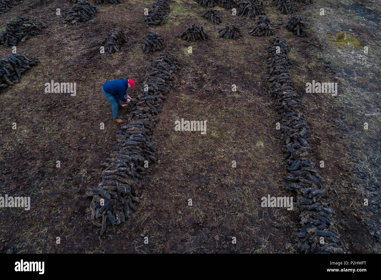 Man piling dry turf into rows at Peat Bog, Renard County Kerry Ireland ...