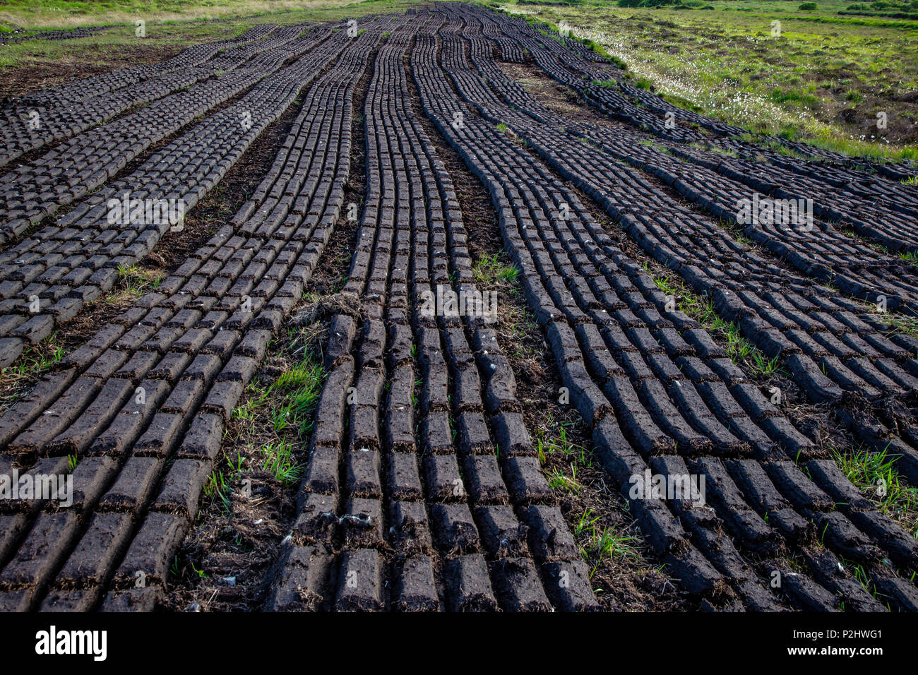 Rows of dry turf at Peat Bog, Renard County Kerry Ireland Stock Photo ...