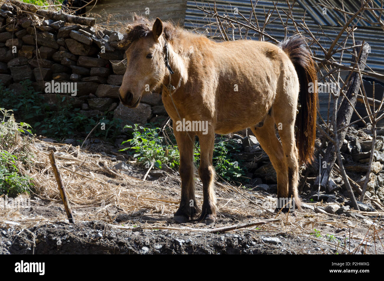 Himalayan Horse, near Bamboo Lodge, Langtang Valley, Nepal Stock Photo - Alamy