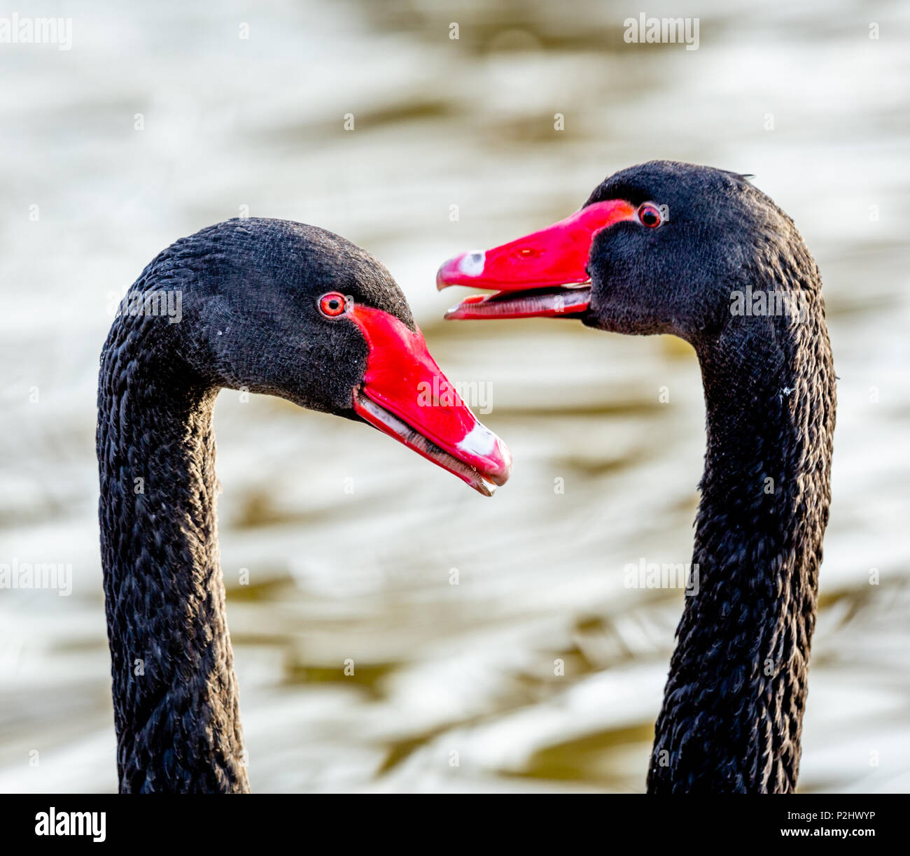 Swans necking water hi-res stock photography and images - Alamy