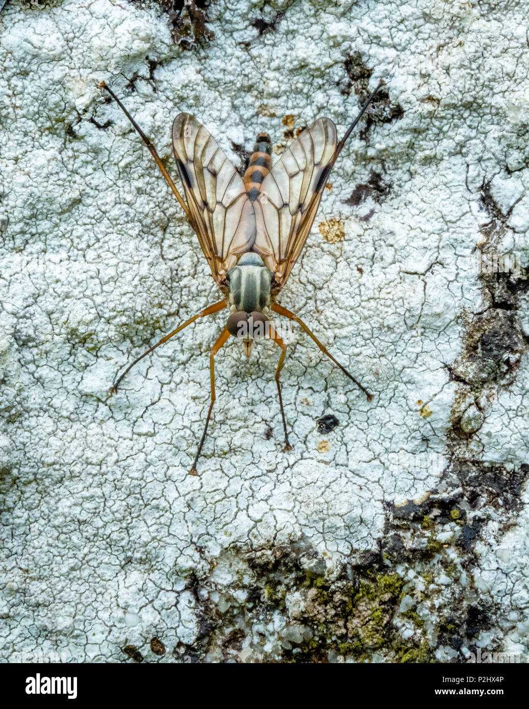 Fly Rhagio scolopacea at rest in typical down looking position on ...