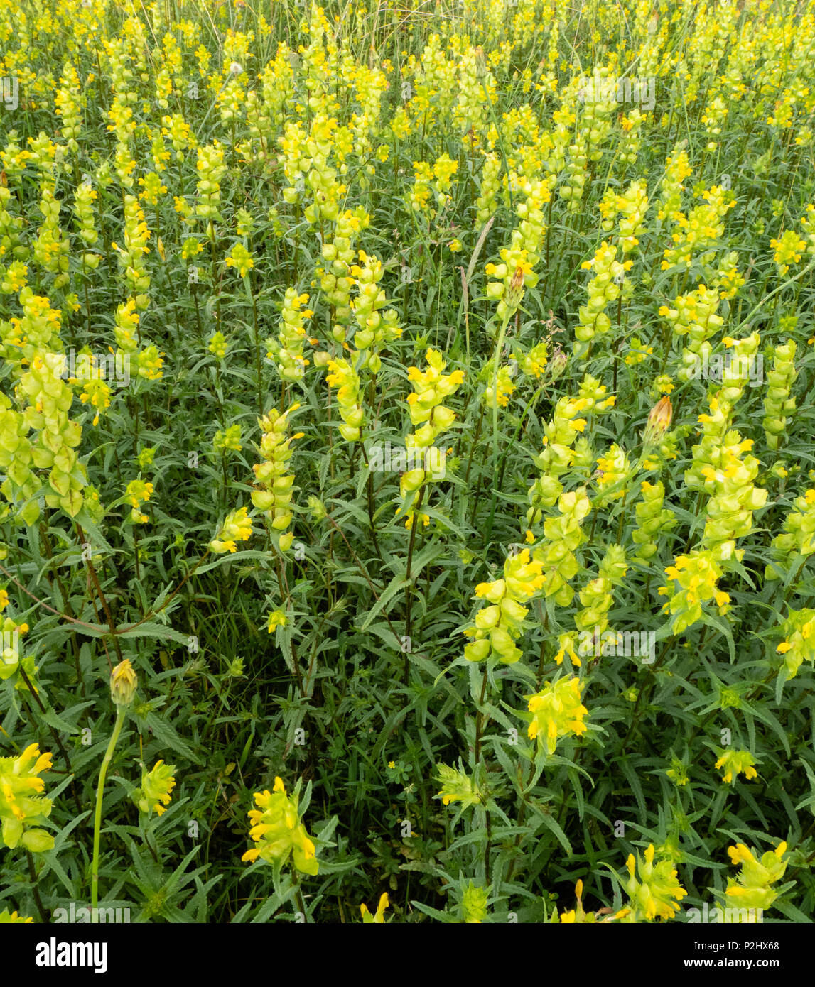 Dense colony of Yellow Rattle flowers Rhinanthus minor a parasitic ...