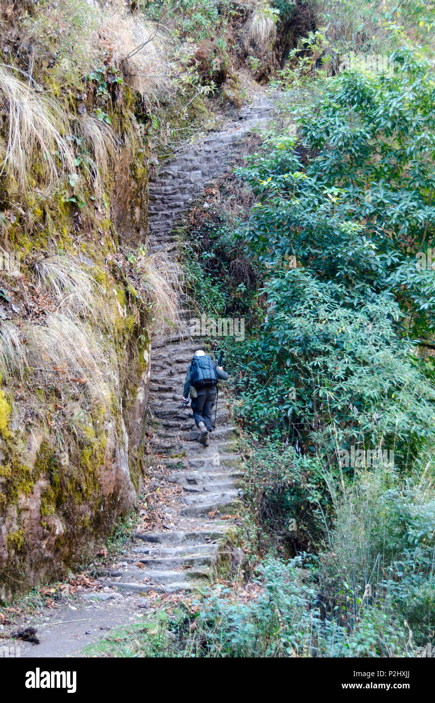 Hiker climbing steps on trail near Bamboo Lodge, Langtang Valley, Nepal ...