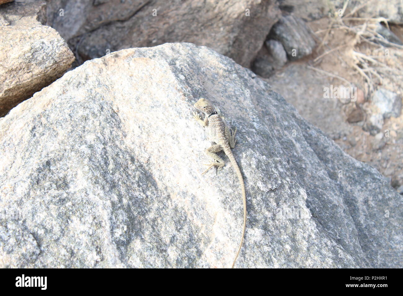 Wonderful lizards hi-res stock photography and images - Alamy