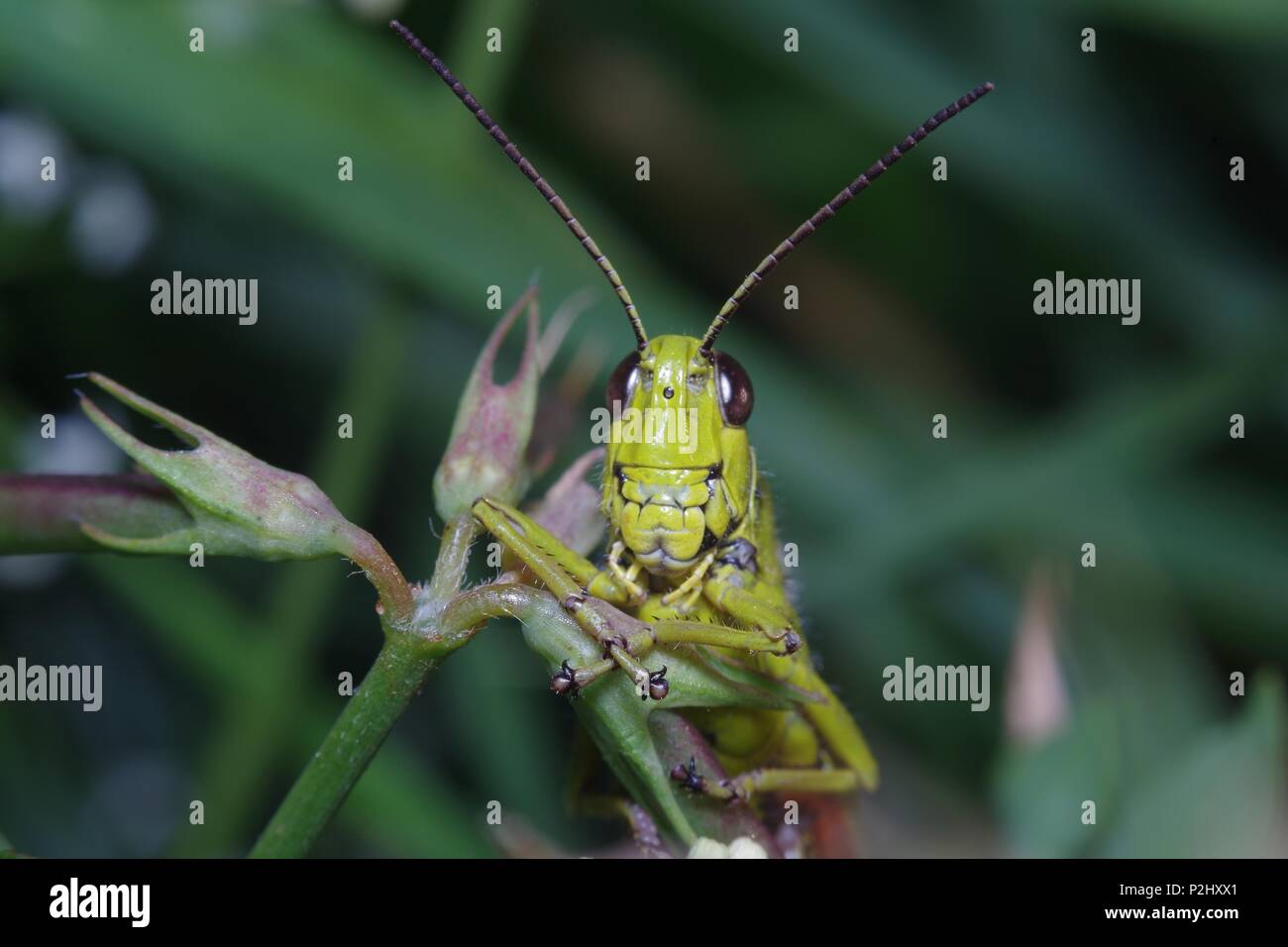 interesting grasshopper portrait Stock Photo - Alamy