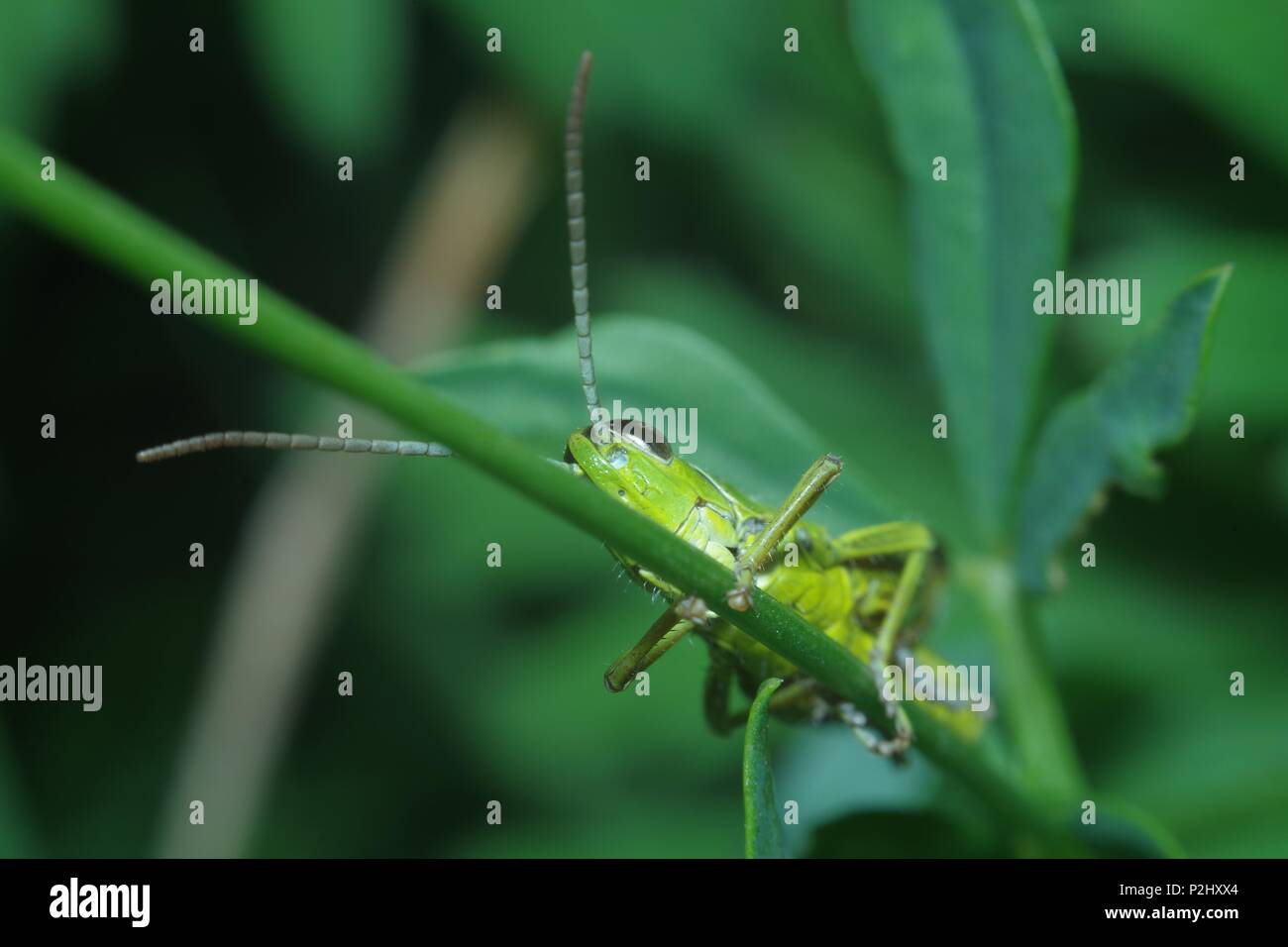 Grasshopper pose hi-res stock photography and images - Alamy