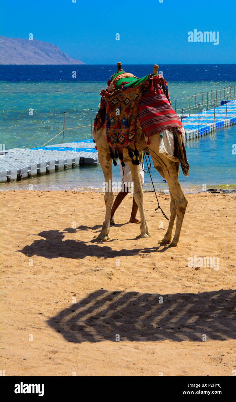 A Bedouin camel tied with a long rope stands waiting for tourists on a ...
