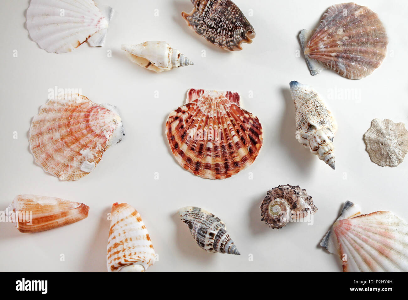 Collection of mussels hi-res stock photography and images - Alamy