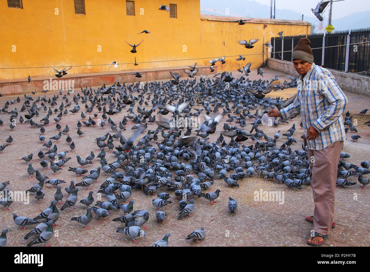 Local man feeding pigeons near Amber Fort in Rajasthan, India. Amber ...