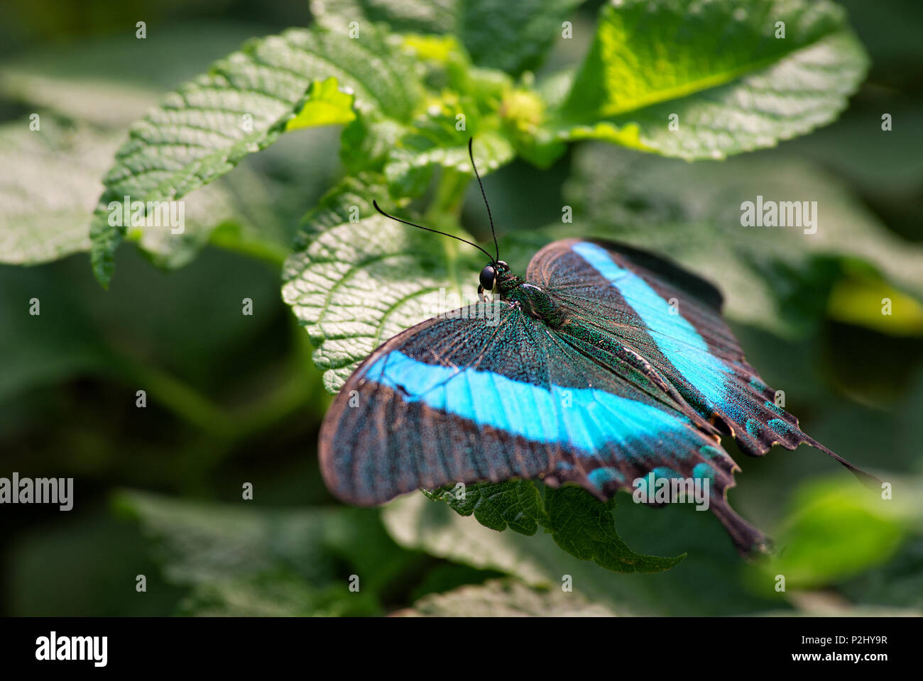 Emerald Swallowtail - Papilio palinurus, beautiful blue and black ...