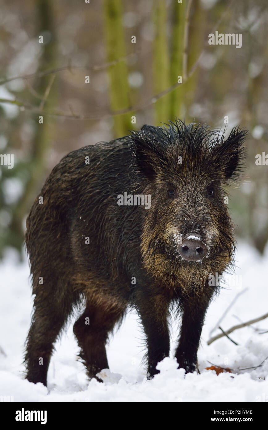 Wild boar in the winter forest, (sus scrofa Stock Photo - Alamy