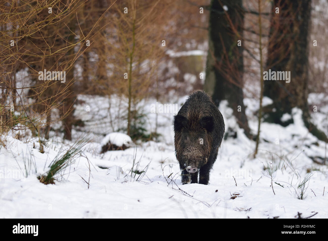 Wild boar male in the winter forest, (sus scrofa Stock Photo - Alamy