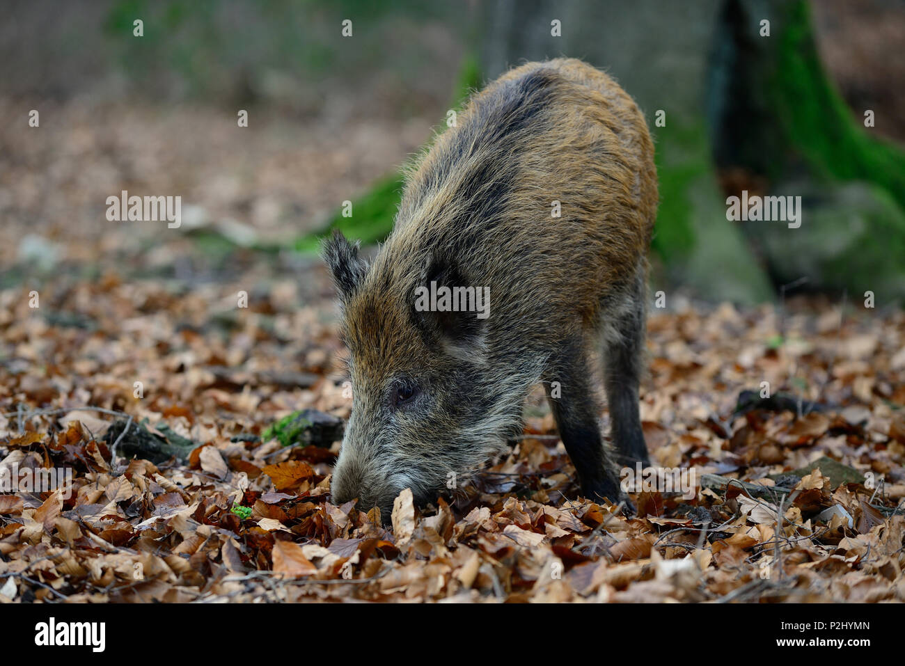 Young wild boar in the forest, (sus scrofa Stock Photo - Alamy