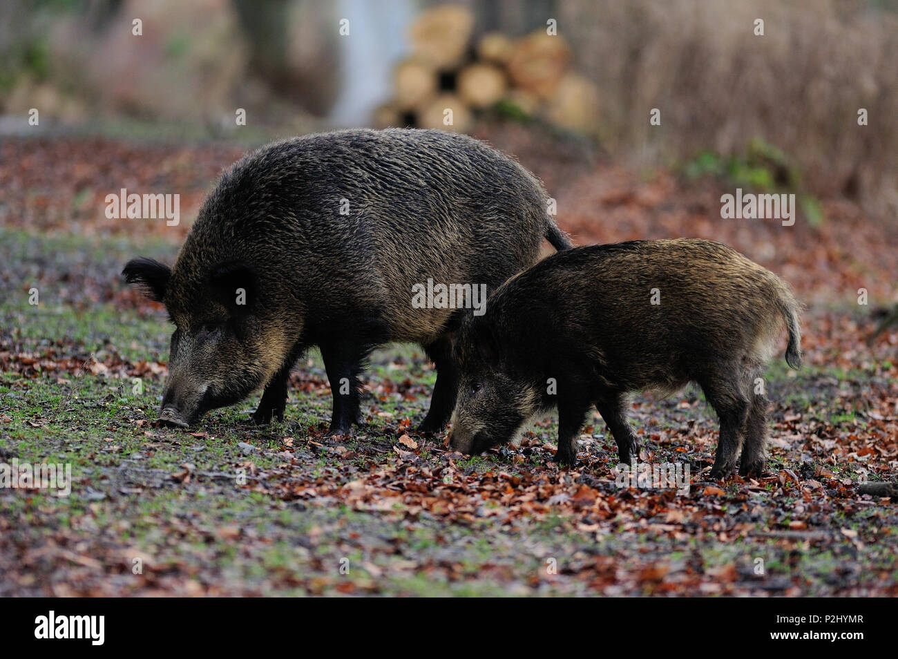 Wild boar sus male female hi-res stock photography and images - Alamy