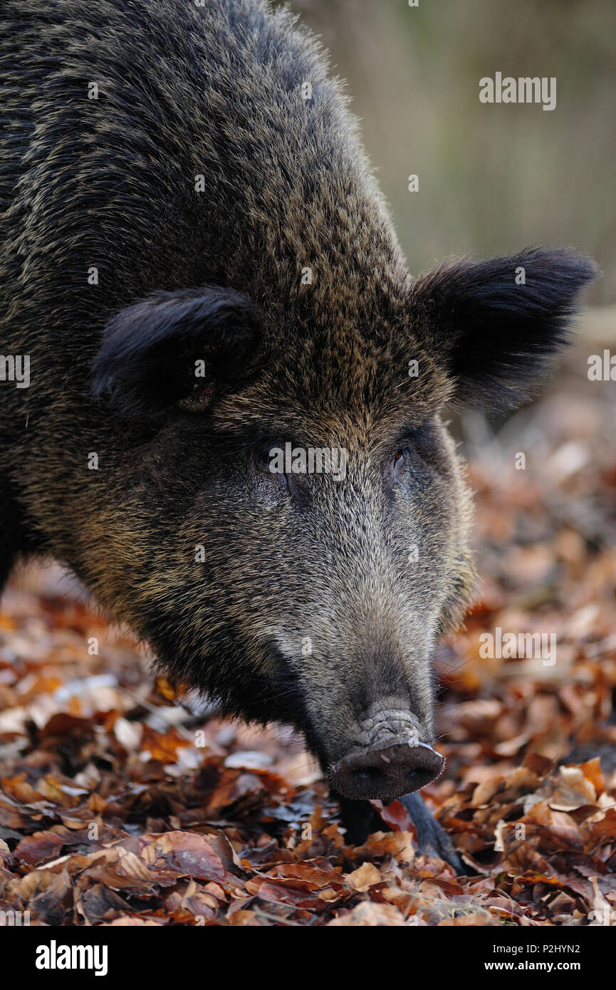 Wild boar female head portrait, autumn, (sus scrofa Stock Photo - Alamy