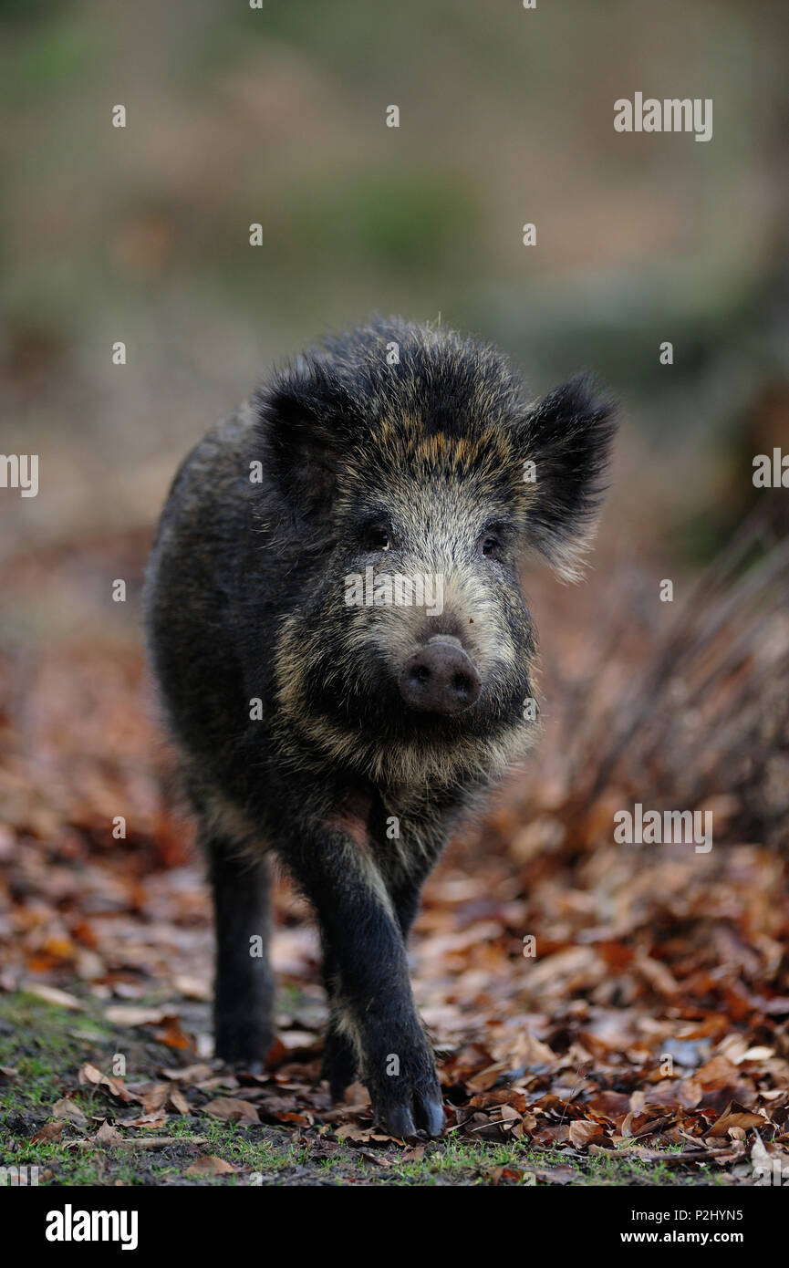 Wild boar sus male female hi-res stock photography and images - Alamy