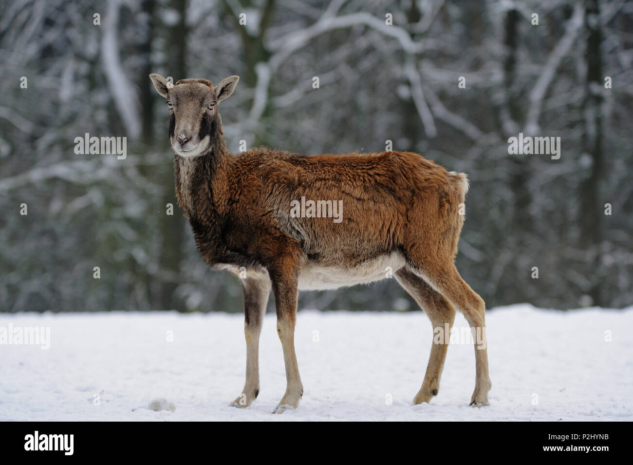 Mouflon female in the winter, (ovis aries Stock Photo - Alamy
