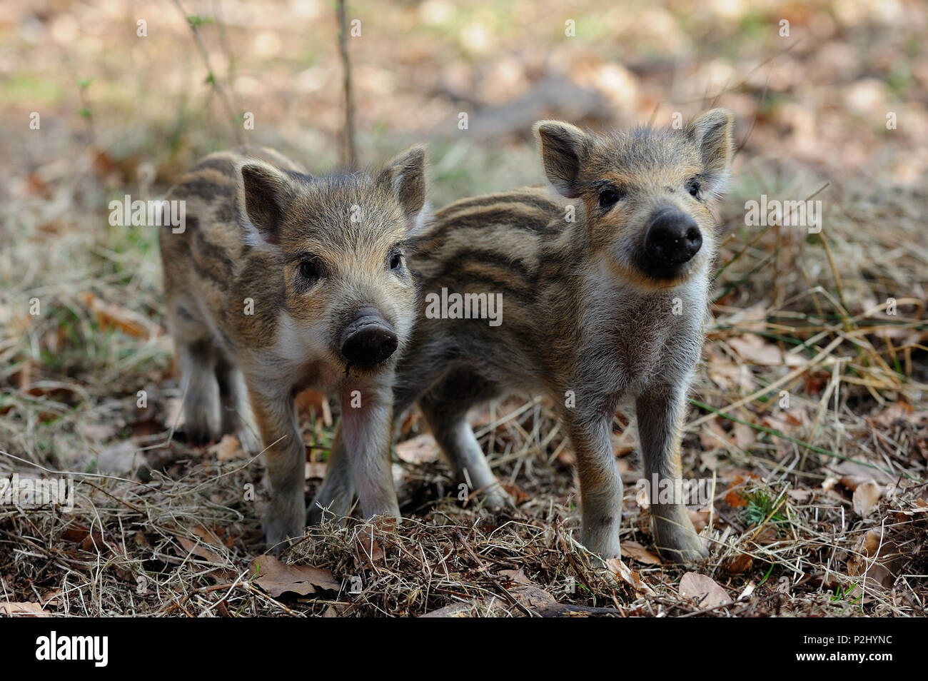 Wild boar piglets look hi-res stock photography and images - Alamy