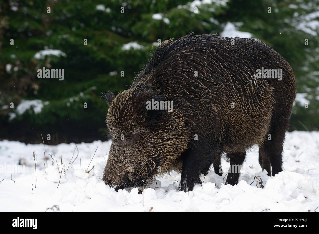Wild boar female in the winter forest, (sus scrofa Stock Photo - Alamy
