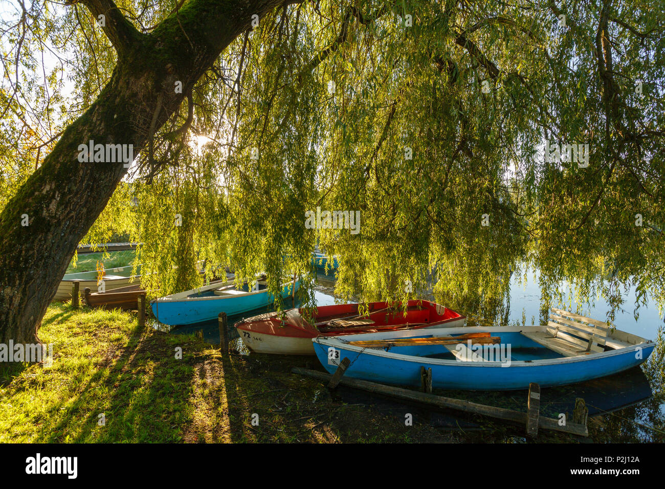 Willow tree hi-res stock photography and images - Alamy