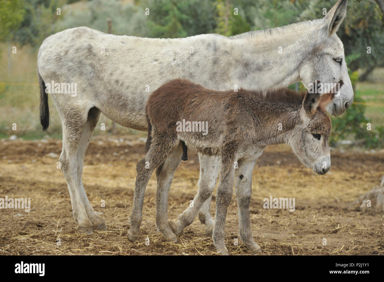 Andalusian donkey hi-res stock photography and images - Alamy