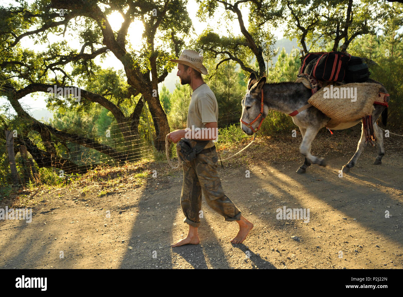 Andalusian donkey hi-res stock photography and images - Alamy