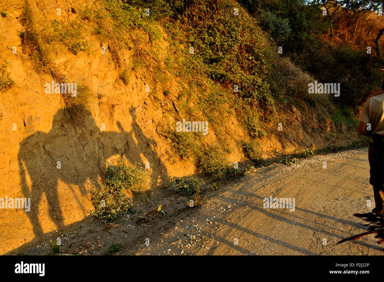 Two donkey animals hi-res stock photography and images - Alamy