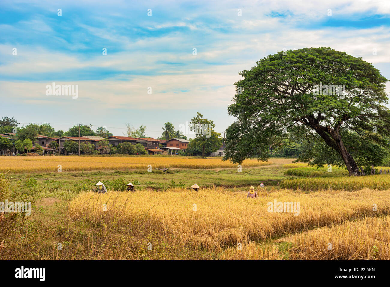 Nong Bok, Laos - November 5, 2017: People working on the rice field ...