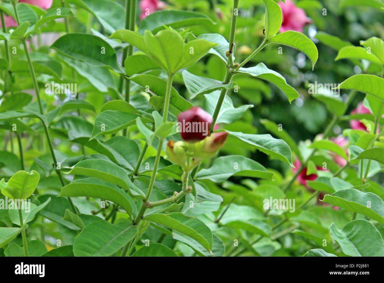 Allamanda blanchetii flower hi-res stock photography and images - Alamy
