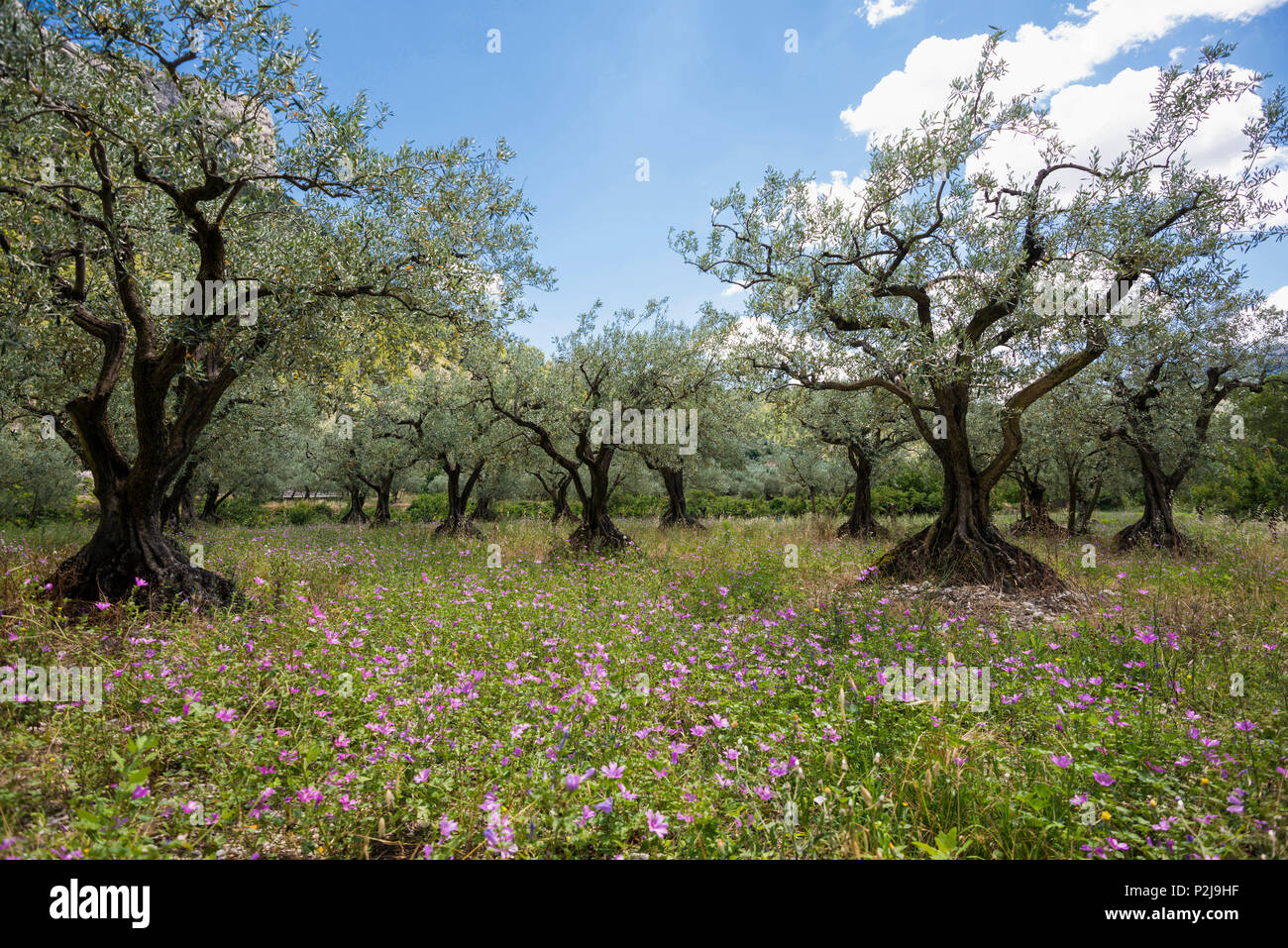 Olive trees and france hi-res stock photography and images - Alamy
