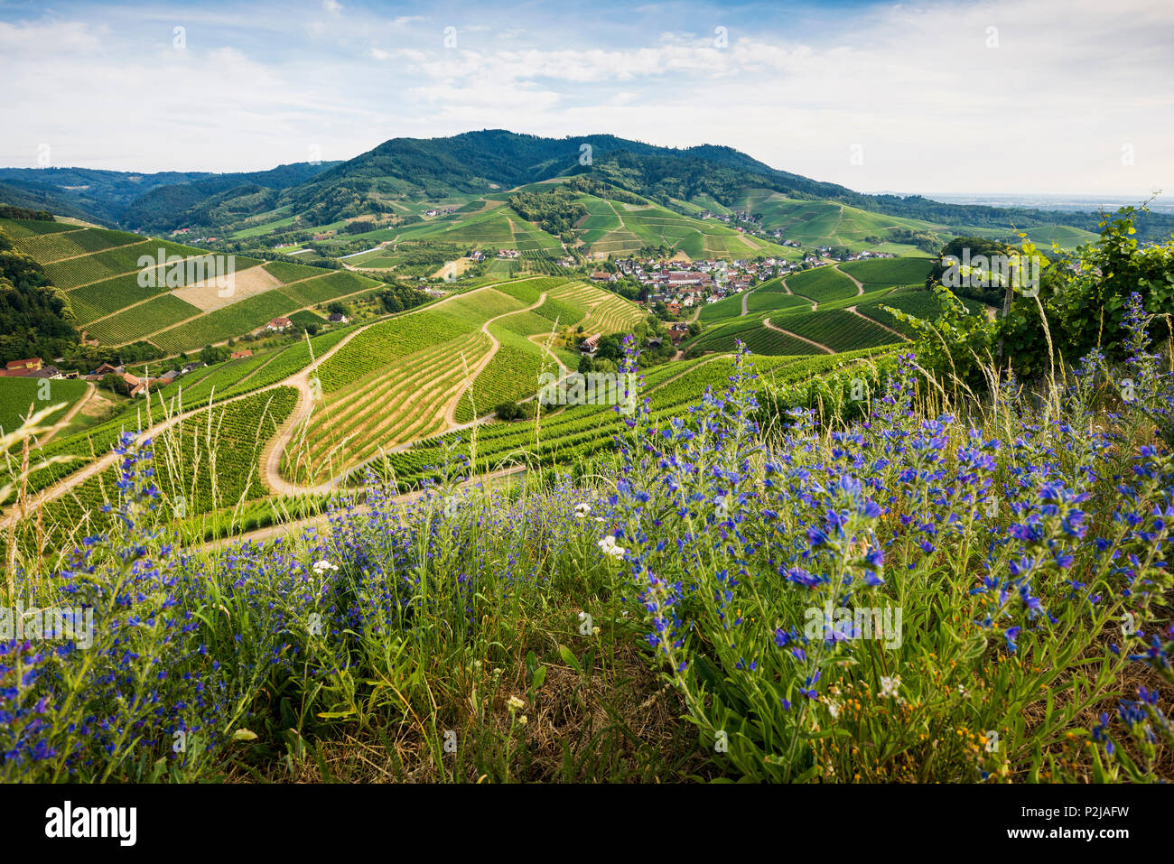 Baden Vineyards High Resolution Stock Photography and Images - Alamy