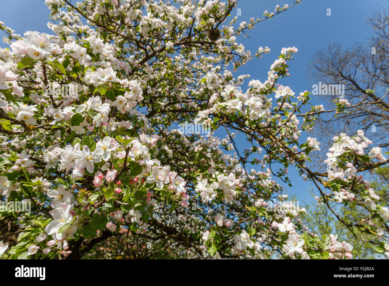 Apple blossom in Spring, south of Munich, Upper Bavaria, Bavaria ...