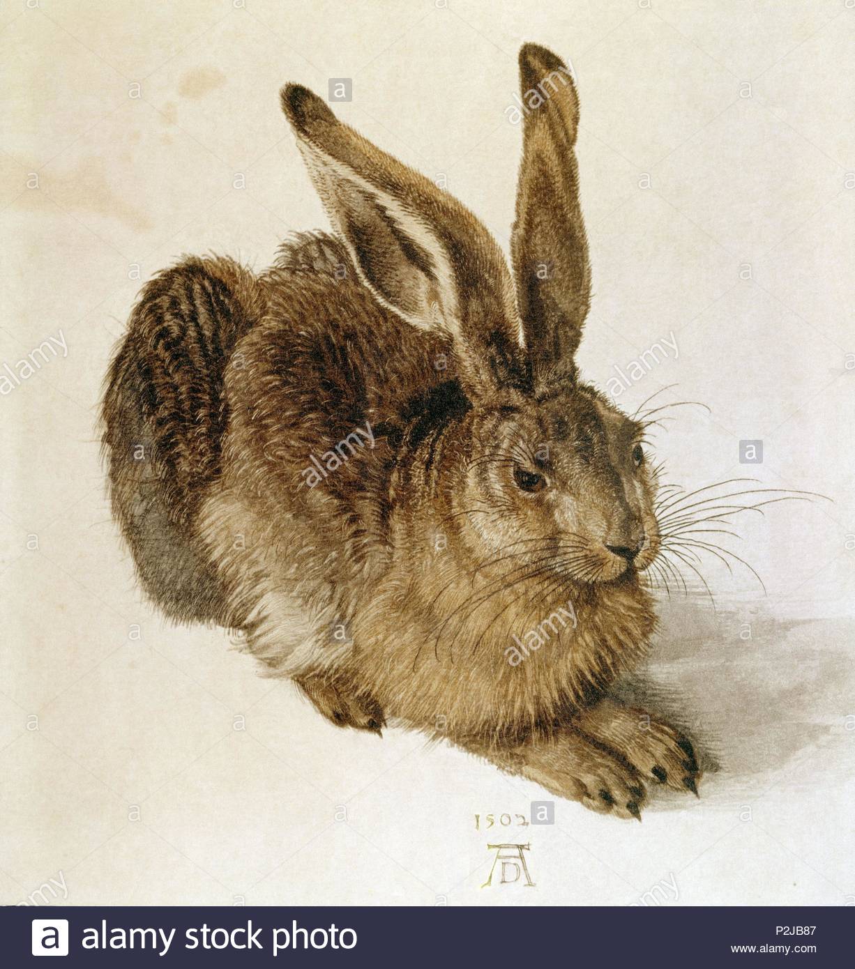 Durer Hare Stock Photos & Durer Hare Stock Images - Alamy