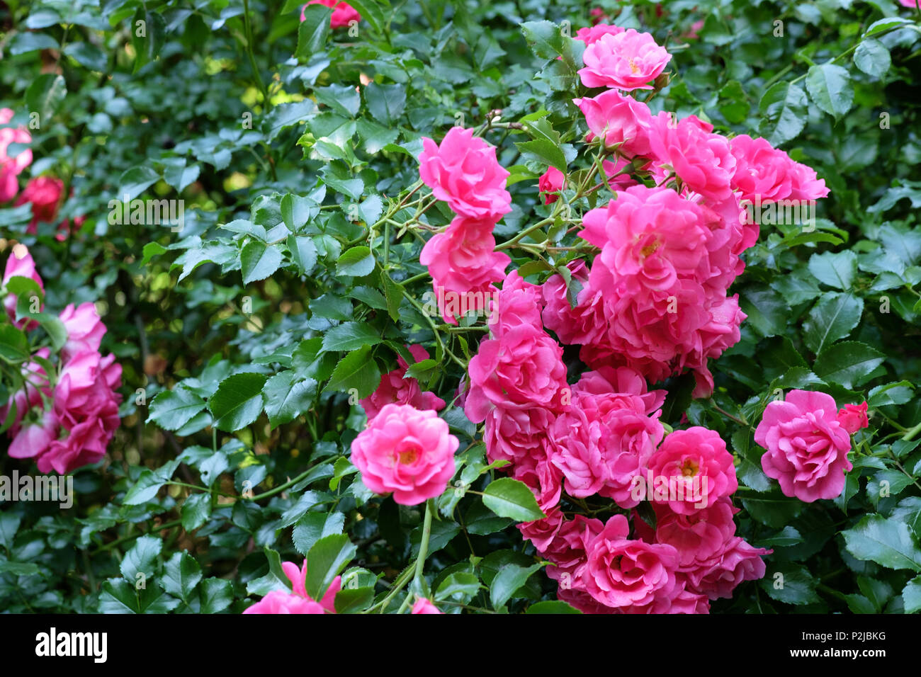 rose garden in bloom backdrops - springtime nature Stock Photo - Alamy