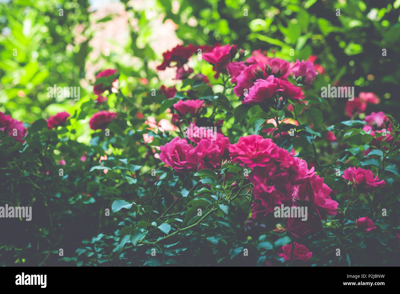 rose garden in bloom backdrops - springtime nature Stock Photo - Alamy