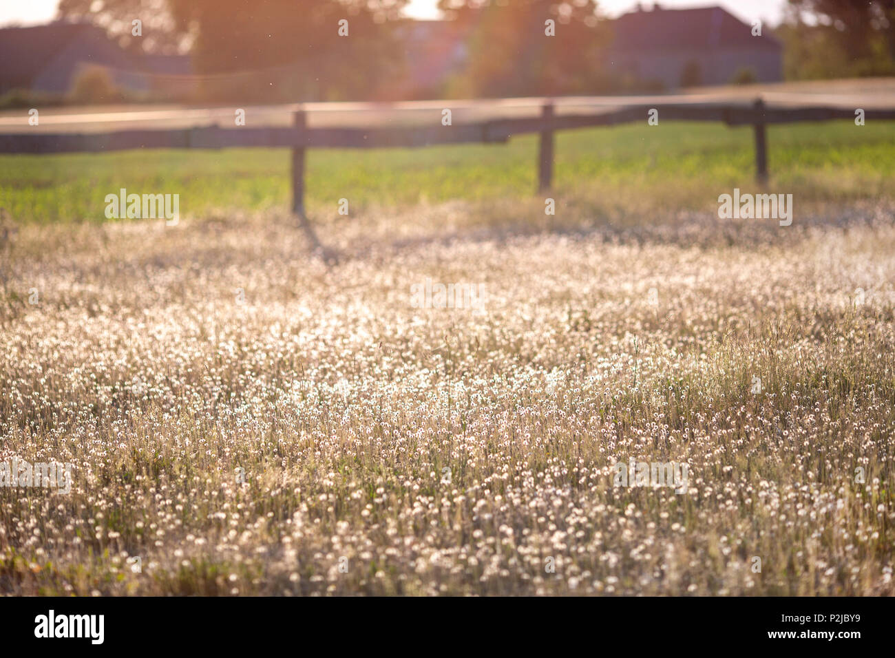 Beautiful summer countryside field hi-res stock photography and images ...