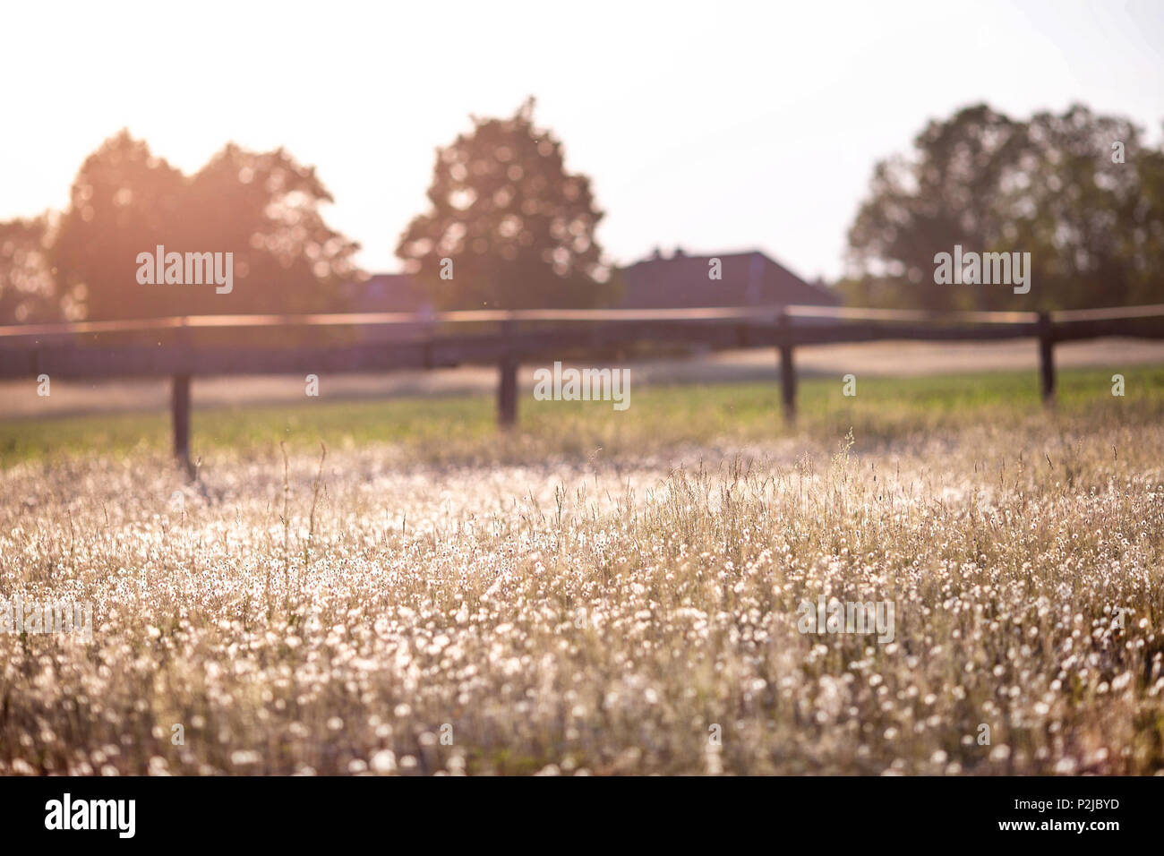Beautiful summer countryside field hi-res stock photography and images ...