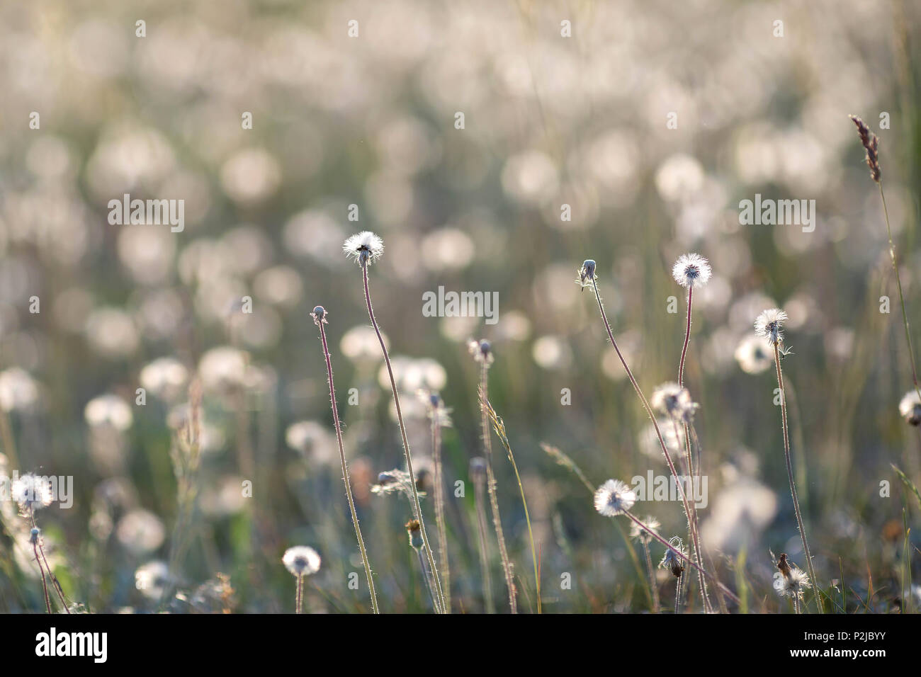 Light up dandelions hi-res stock photography and images - Alamy