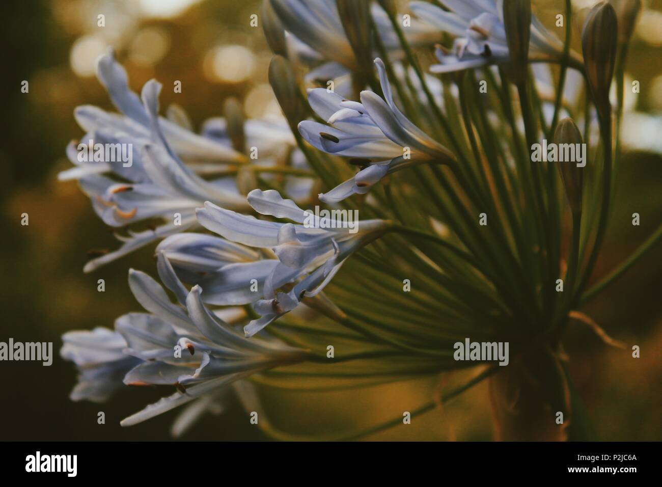 Beautiful flowers flourish hi-res stock photography and images - Alamy