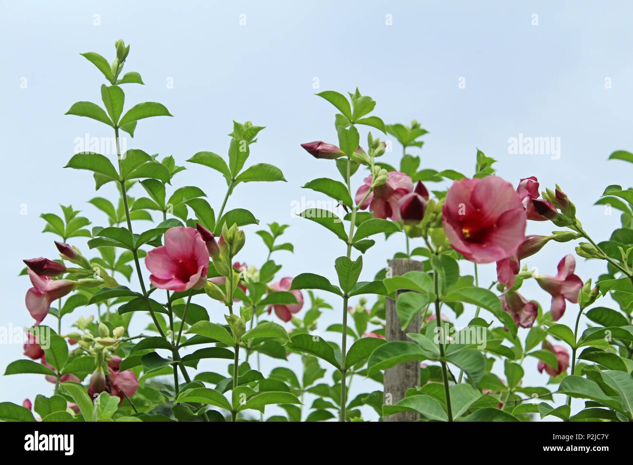 Purple Allamanda flower (Allamanda blanchetii) with green leaves and ...