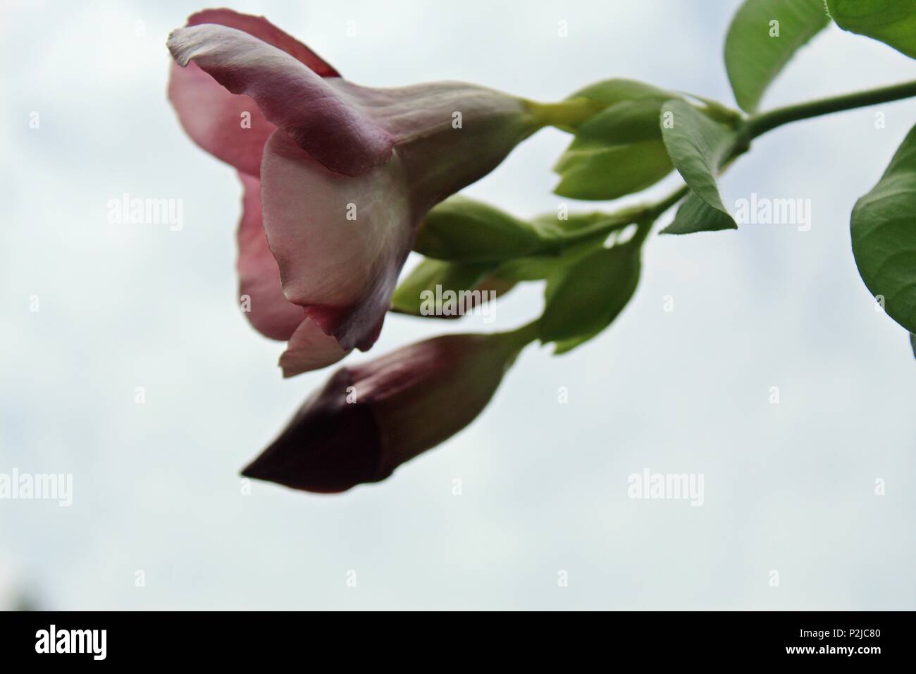 Purple Allamanda flower (Allamanda blanchetii) with green leaves and ...