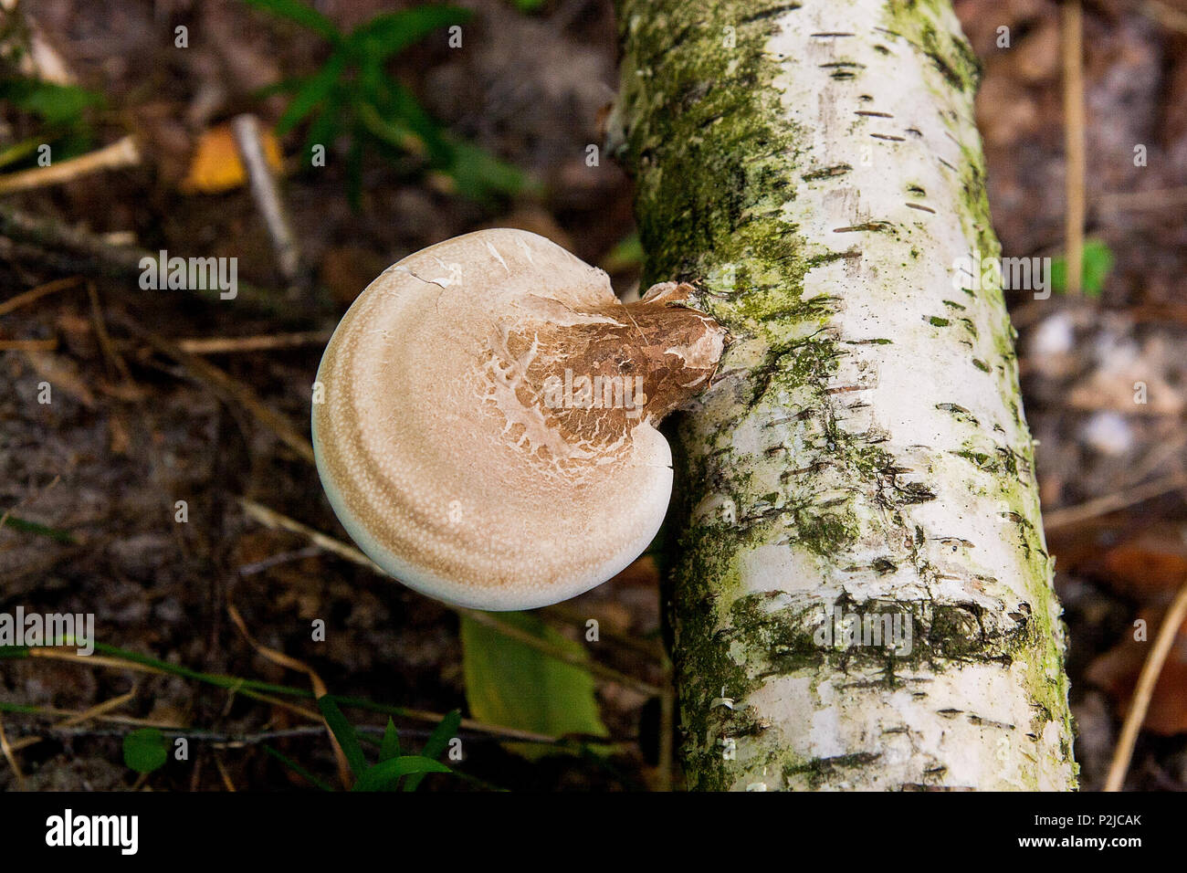 Mushrooms growing on birch tree hi-res stock photography and images - Alamy