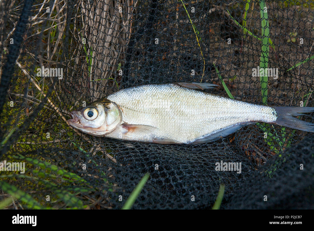 Close up view of just taken from the water freshwater zope or the blue ...