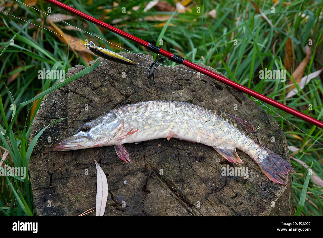Freshwater Northern pike fish know as Esox Lucius lying on a wooden ...
