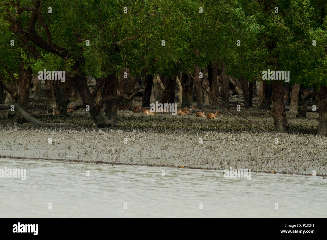 Spotted deer at the Sundarbans, a UNESCO World Heritage Site and a ...