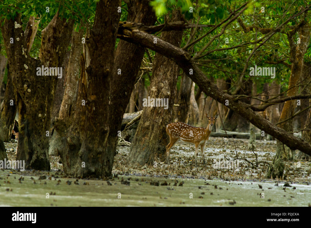 Spotted deer at the Sundarbans, a UNESCO World Heritage Site and a ...