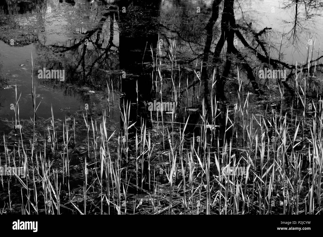 Reflections in the pond Stock Photo - Alamy